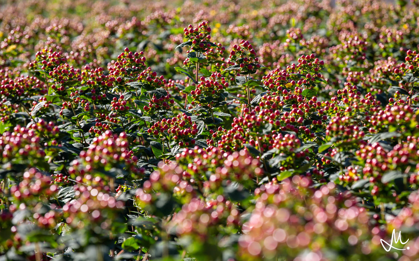 farm photography | Marginpar